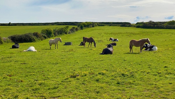 Homepage | Goonbell Riding Centre