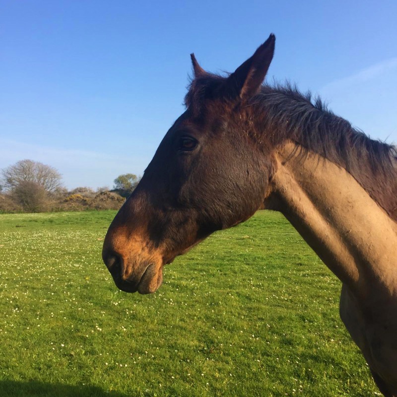 Homepage | Goonbell Riding Centre