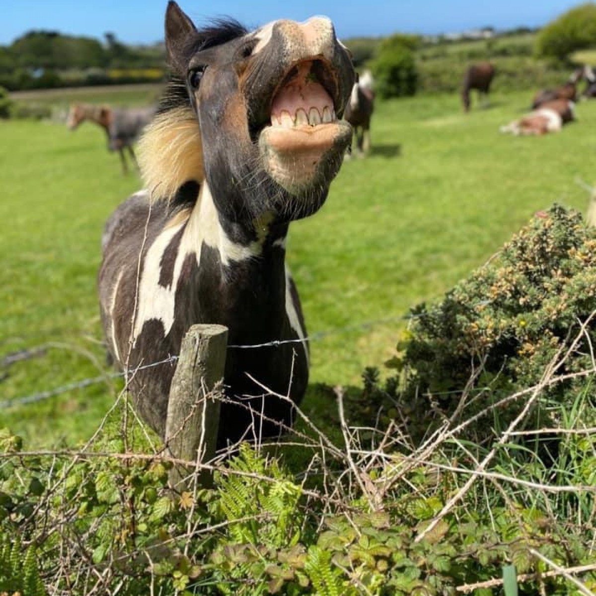 Homepage | Goonbell Riding Centre